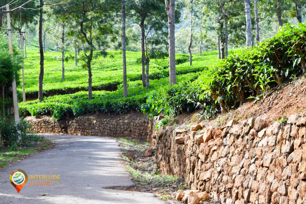 Tea Nest: A stay in a British Mansion amidst tea plantations ...